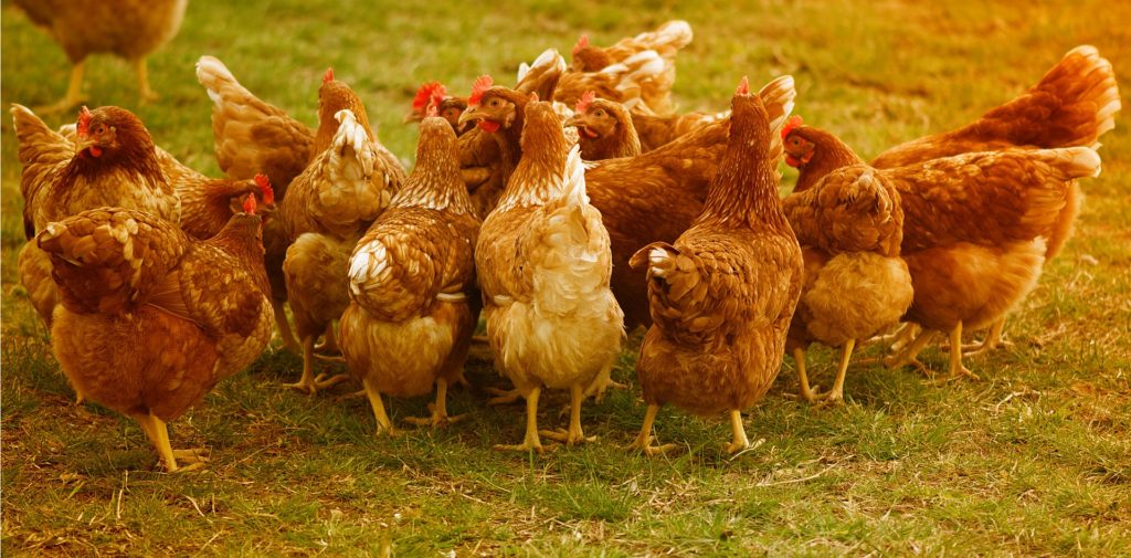 9. Türchen - Huhn oder Adler? - Lebensfreude-Akademie